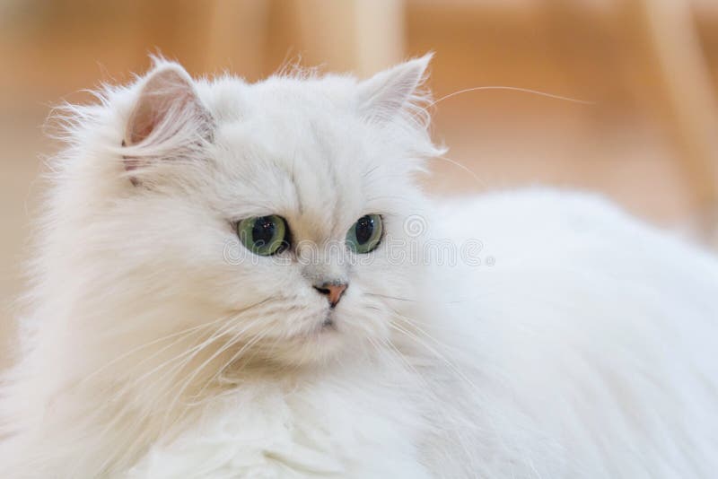 White Persian cats stock image. Image of people, breed - 82650639