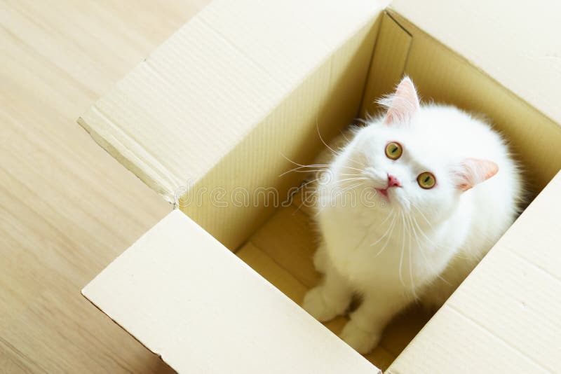 White Persian Fluffy Cat in a Present Box Stock Photo - Image of animal ...