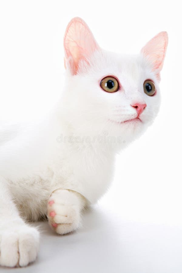 White pet stock photo. Image of adorable, cute, isolation - 17595094