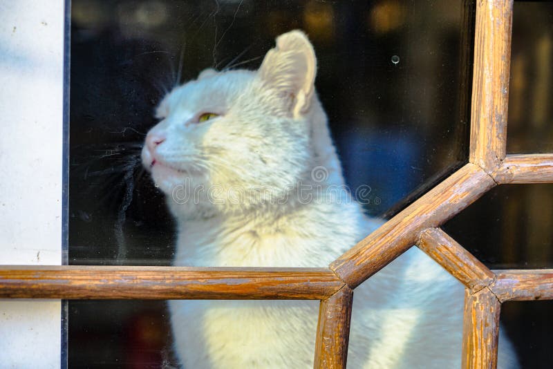 Cat Behind Glass Window Sits on Windowsill Stock Photo - Image of breed ...