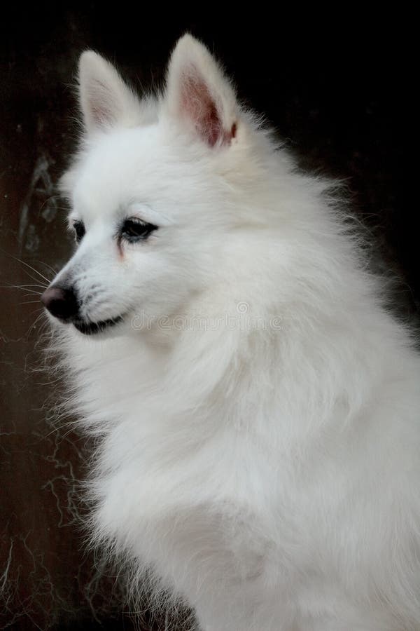 White pet dog stock photo. Image of animal, purebred, portrait - 4737802