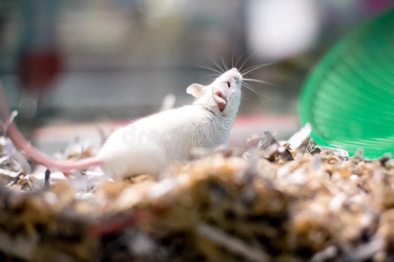 A White Pet Mouse with Red Eyes Running on an Exercise Wheel in Its ...