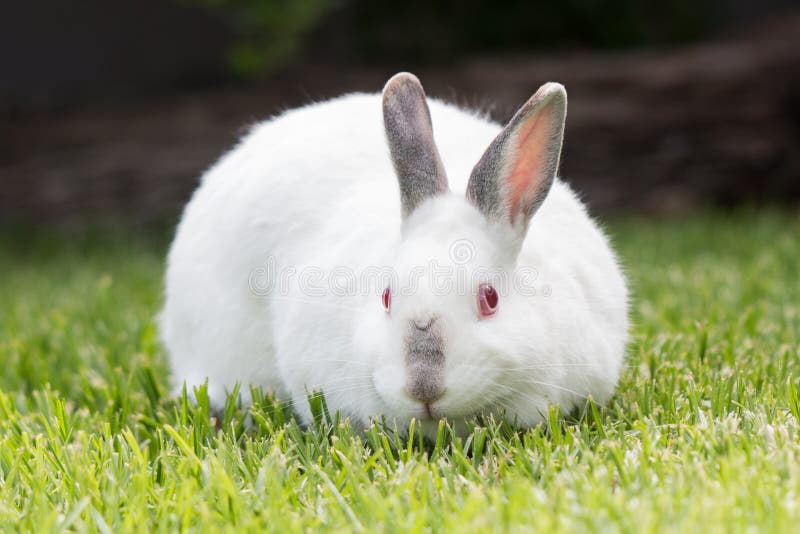White Rabbit Grey Ears Stock Photos - Download 2,493 Royalty Free Photos