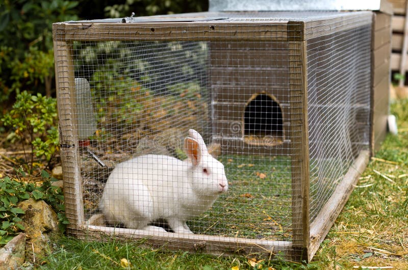 White pet rabbit stock image. Image of fluffy, suburban - 96300689