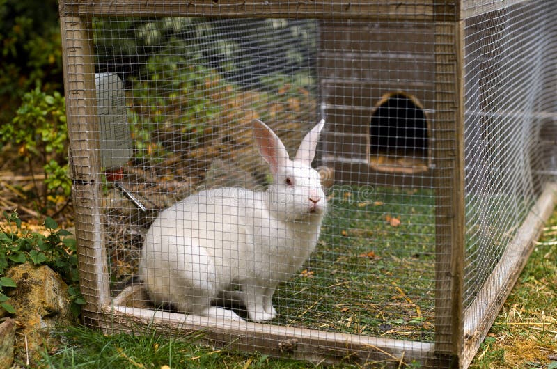 White pet rabbit stock photo. Image of bunny, backyard - 96300786