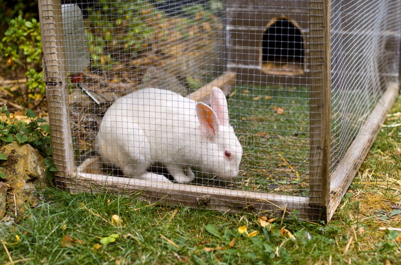 White pet rabbit stock photo. Image of fluffy, suburban - 96300800
