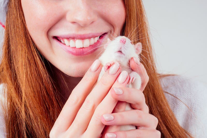 White Pet, Rat in Female Hands Close Up Studio Shoot Stock Photo ...