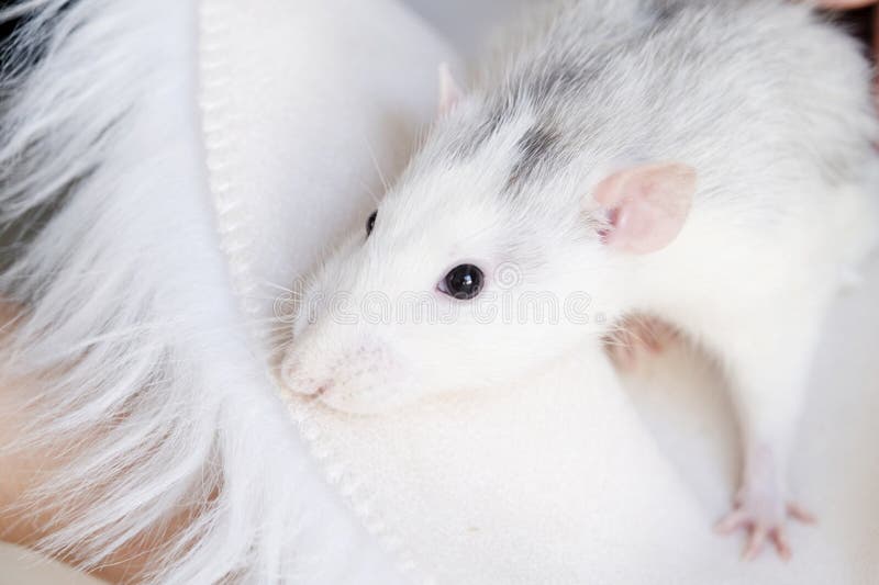 White Pet Rat on Fluffy Rug Stock Photo - Image of white, happy: 329346304