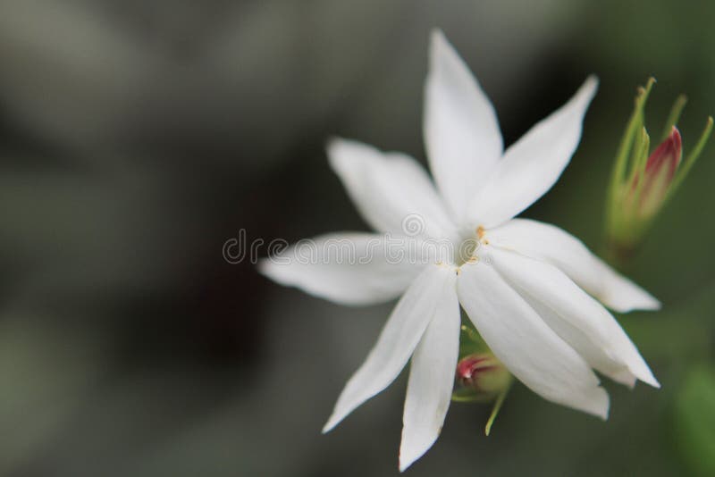 A White Petal Flower, Cute White Flower in a Wild Field Stock Image ...