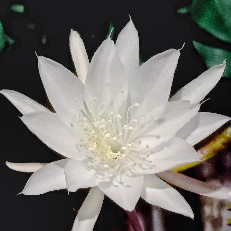 The White-petaled Wijaya Flower Blooms Stock Photo - Image of beutiful ...