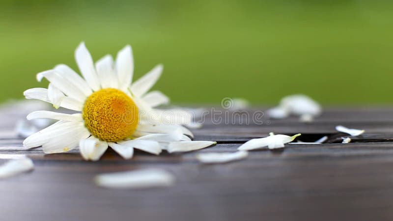 White Petals are Falling on Head of Blooming Daisy Flower Close ...