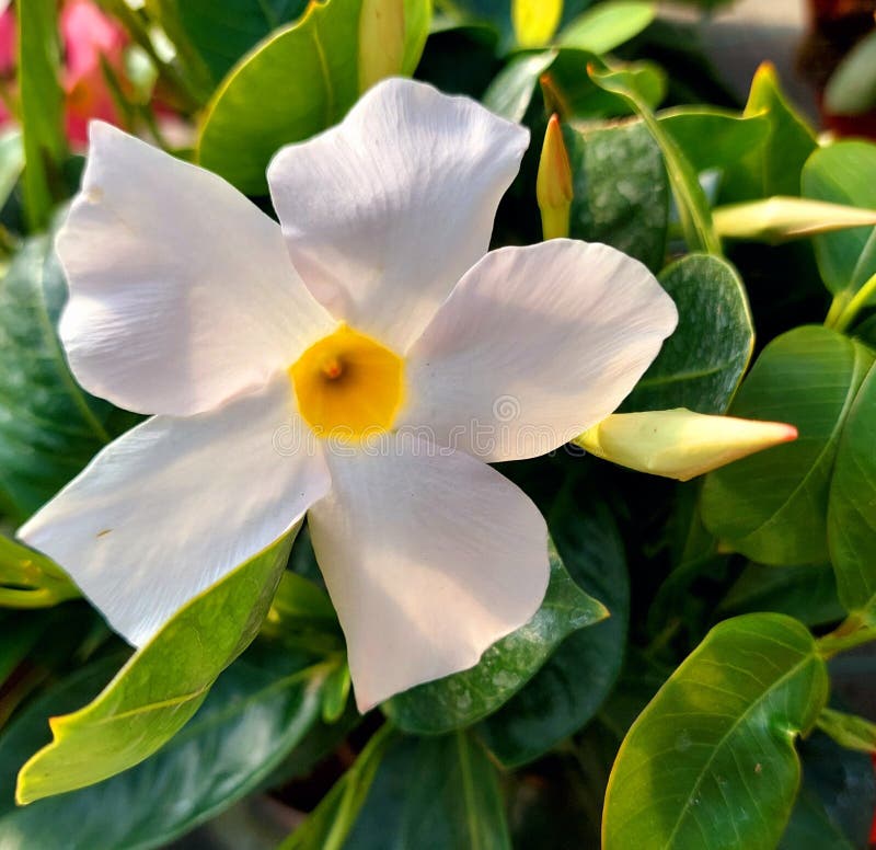 White Petals of Vine Apocynaceae Family Stock Photo - Image of green ...