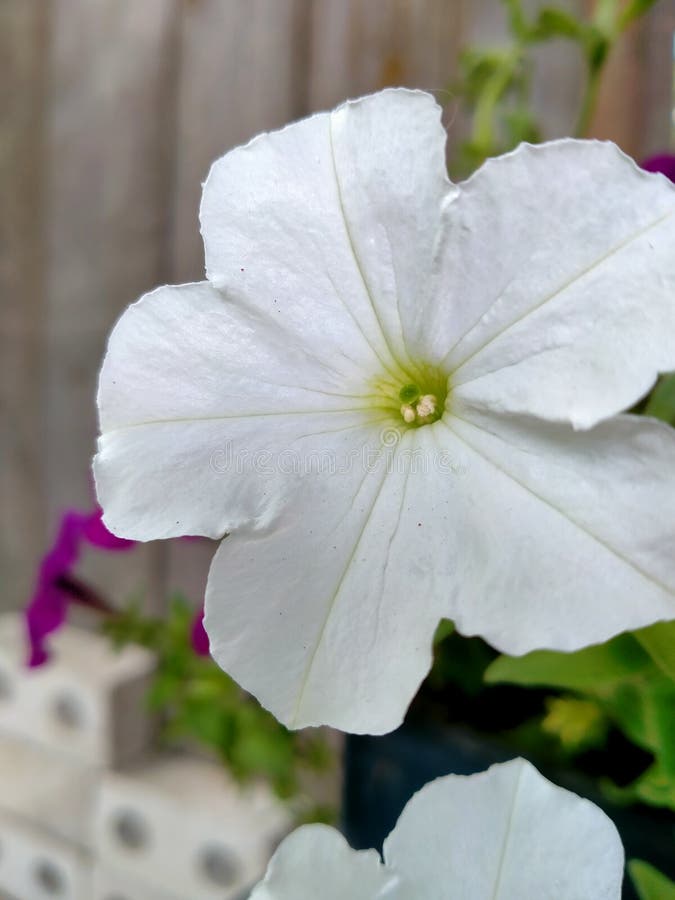White petunia flower stock photo. Image of produce, purple - 252297458