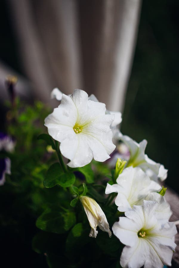 White Petunia Flowers in a Balcony Box Stock Image - Image of beauty ...