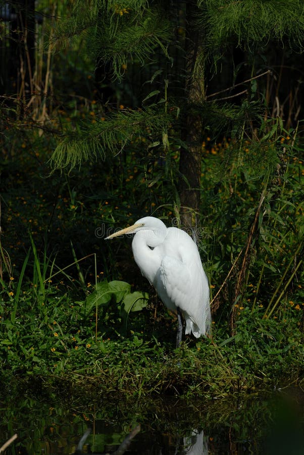 White Phase stock photo. Image of environment, reflection - 158025288