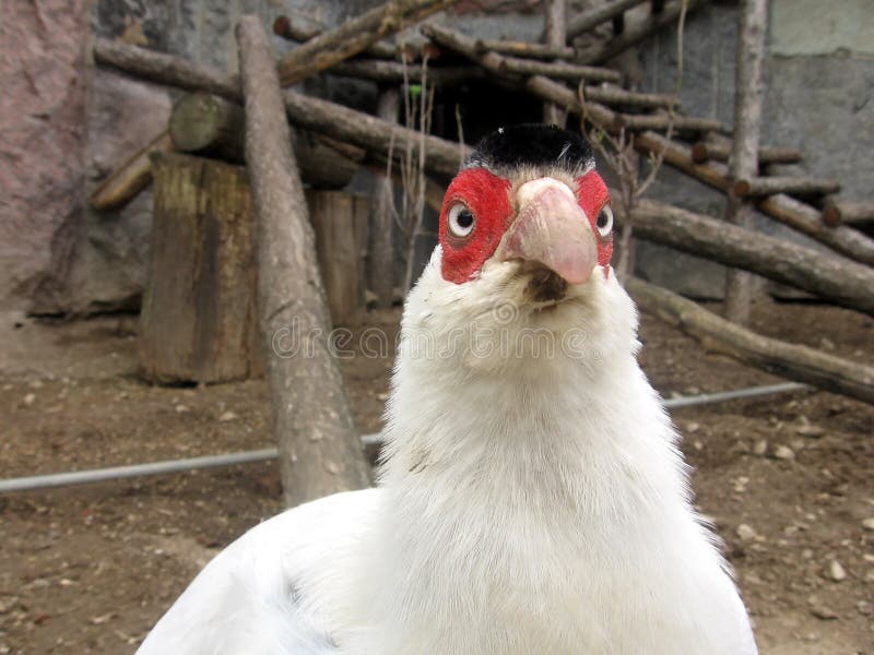 White pheasant stock photo. Image of pheasant, nice, fauna - 12949208