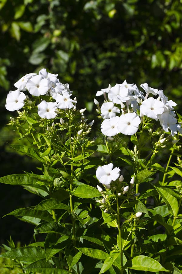 White Phlox Flowers stock photo. Image of summer, flora - 149649188