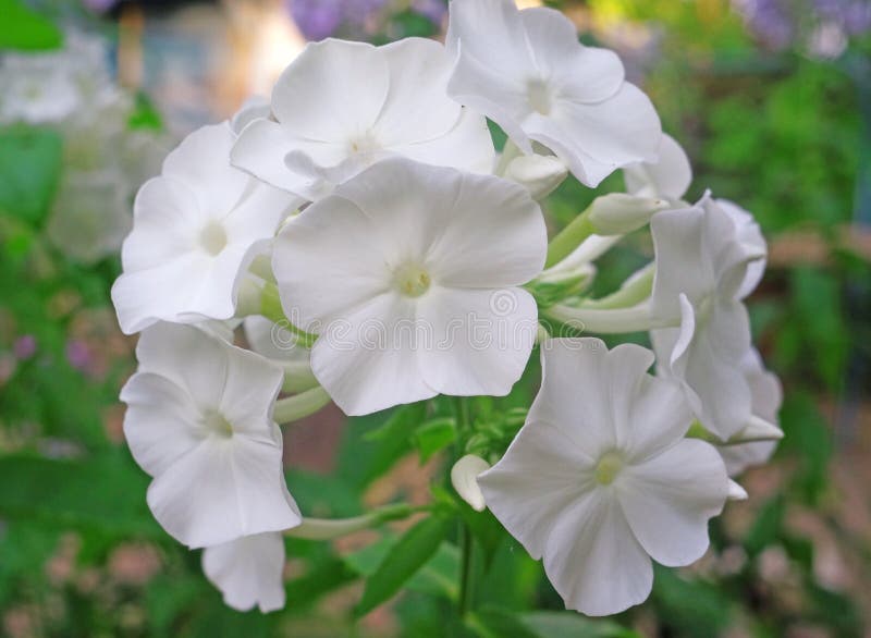 White Phlox Flowers in the Garden Stock Photo - Image of flora, summer ...