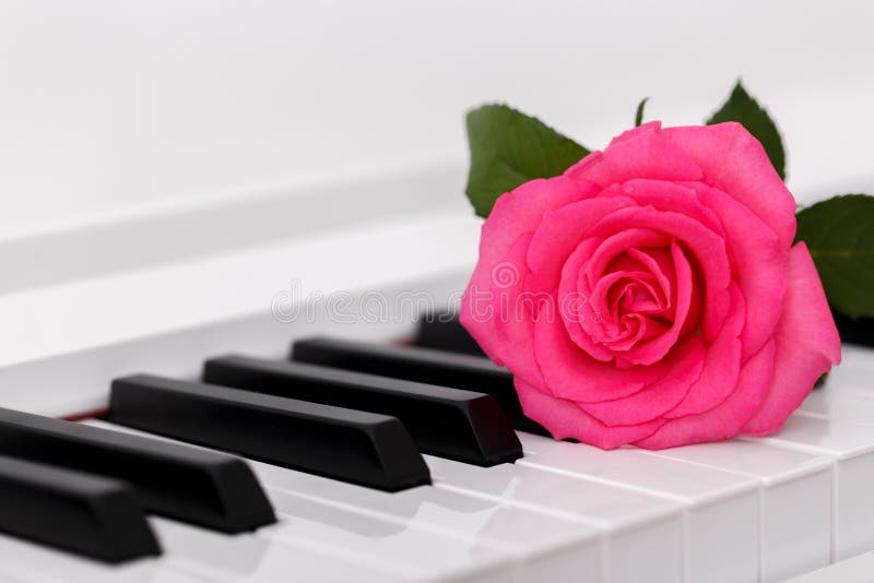 White piano and pink rose stock photo. Image of flowers - 252061938