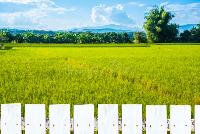 Fence of Rice Field, Thailand Stock Image - Image of mind, grass: 10567553