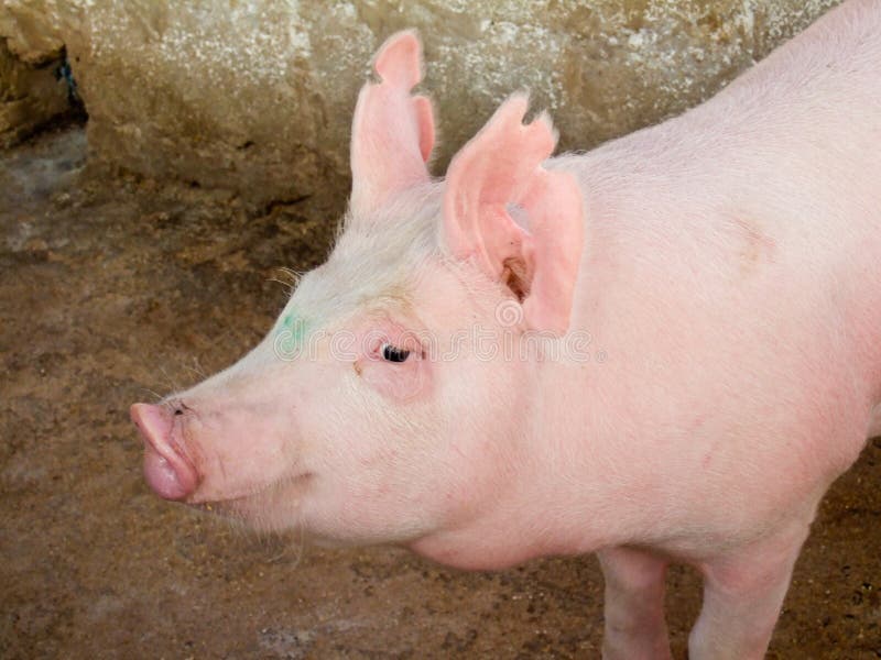 Big Pink Pig stock image. Image of county, petting, swine - 3454391