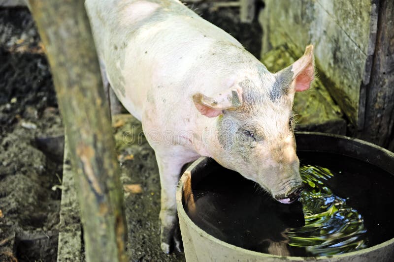 White Pig stock photo. Image of closeup, swine, boar - 22734950