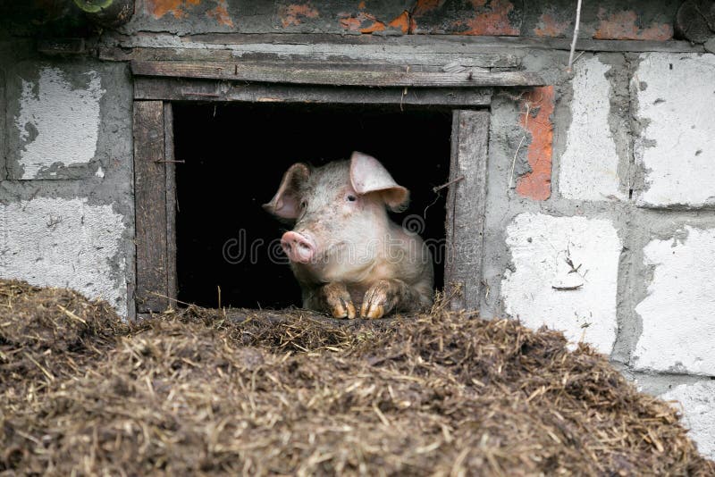White Pig. Looks Out the Window. Pile of Manure. Stock Photo - Image of ...
