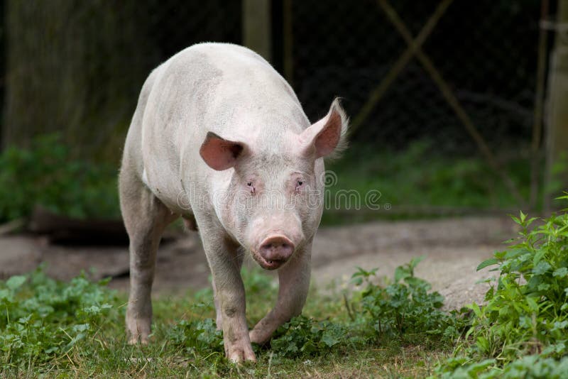 White pig stock image. Image of natural, pleasure, domestic - 43276521