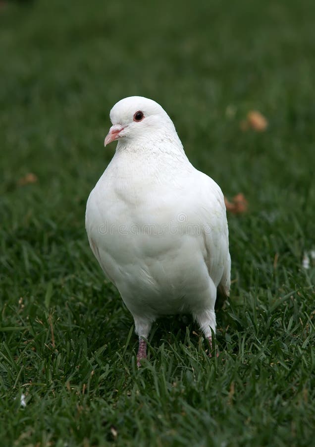 White pigeon stock image. Image of religious, white, pure - 10500491