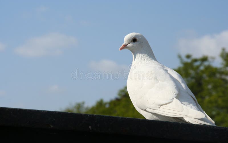 White pigeon stock photo. Image of peaceful, trees, bird - 126724