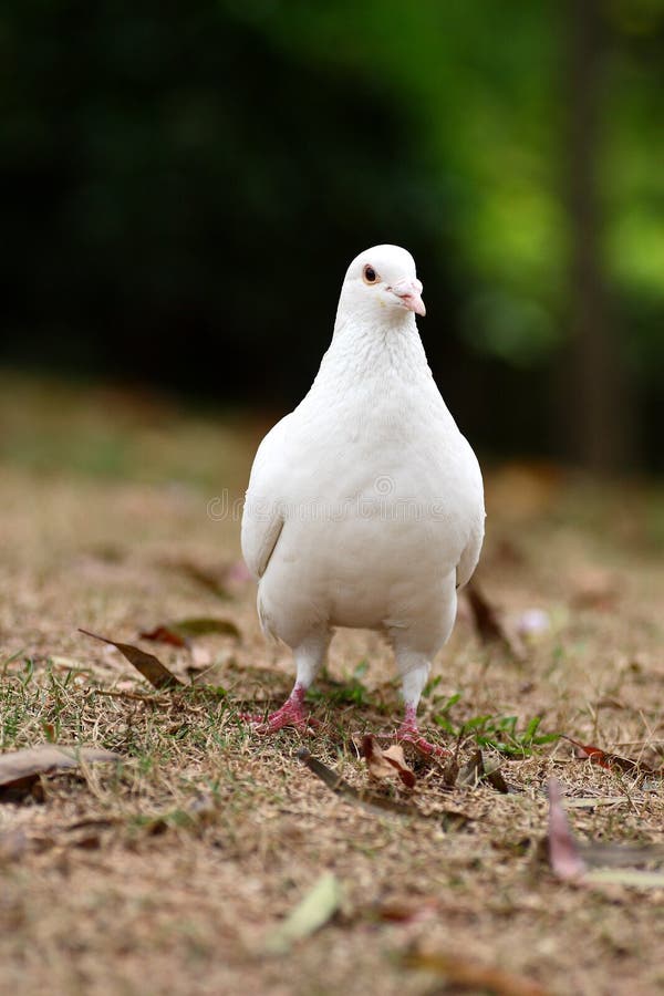 A white pigeon stock image. Image of walk, park, season - 13465225