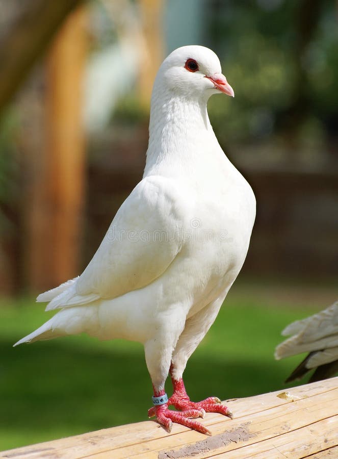White pigeon stock photo. Image of nature, passenger - 13362470