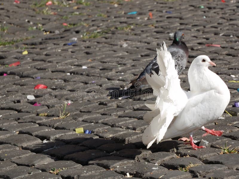 White Pigeon Picture. Image: 1419915