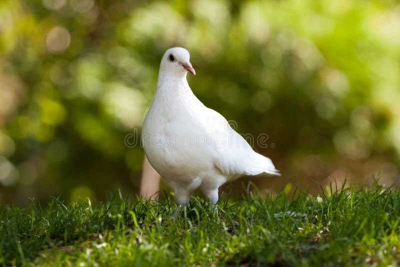 White pigeon stock photo. Image of beauty, green, home - 15839068