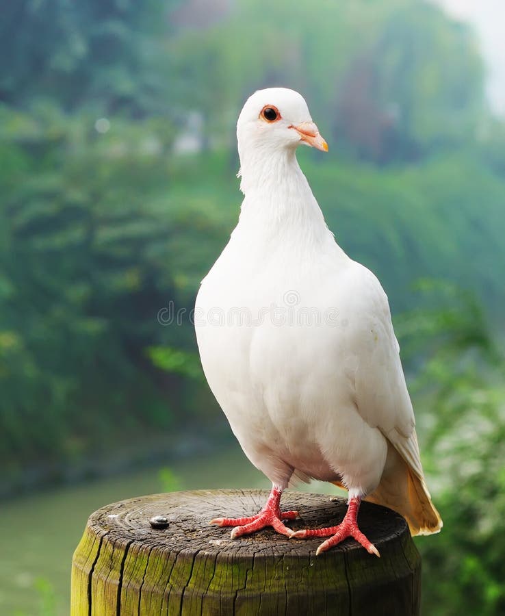 White Homing pigeon stock photo. Image of freedom, mail - 5120550
