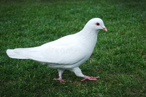 White pigeon stock photo. Image of single, small, incline - 17651522