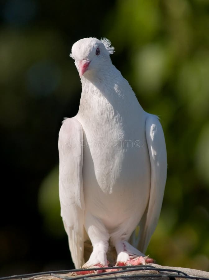 White pigeon stock image. Image of roof, easter, spiritual - 5097207