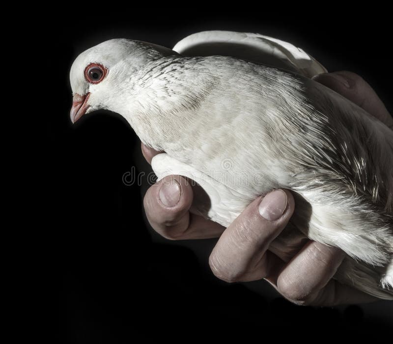 White pigeon stock image. Image of hope, cute, nature - 50903113