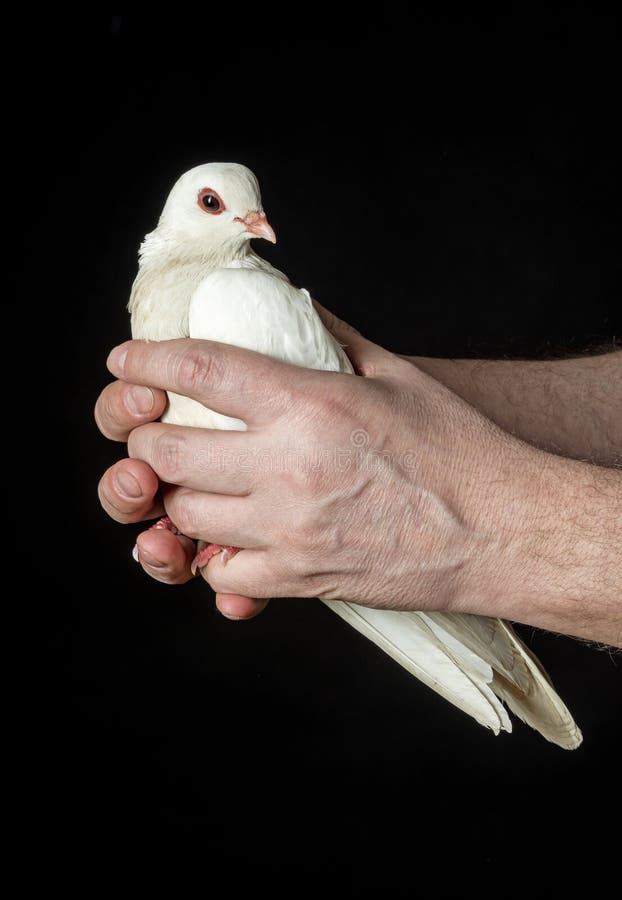 White pigeon stock photo. Image of hands, animal, freedom - 50904104