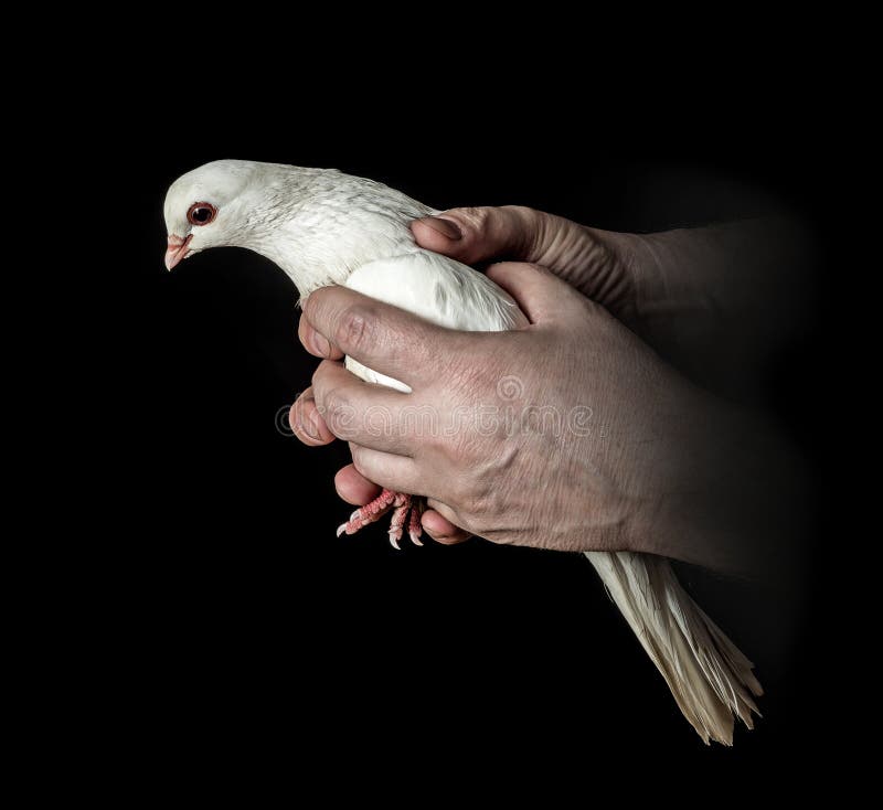 321 Pigeon Hold Wing Stock Photos - Free & Royalty-Free Stock Photos ...