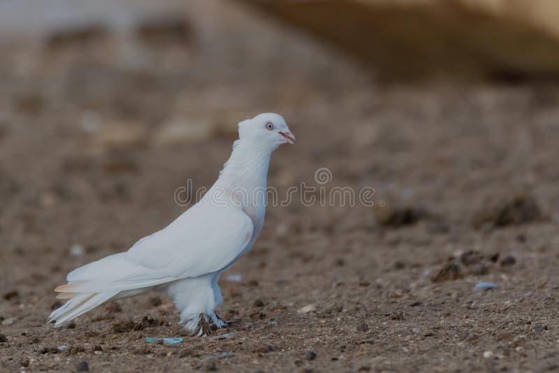 White Pigeon Imperial-pigeon Ducula. Close Up Stock Photo - Image of ...