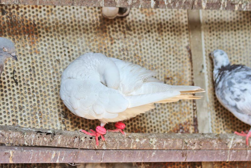 Domesticated White Pigeon stock photo. Image of beak - 208902692