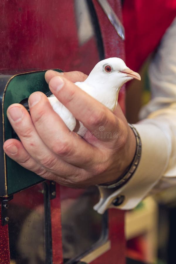 110 Magic Trick Pigeon Stock Photos - Free & Royalty-Free Stock Photos ...
