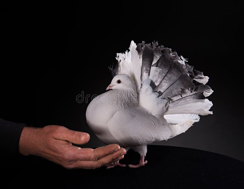 White Pigeon and Male Hand stock photo. Image of spirit - 30748754