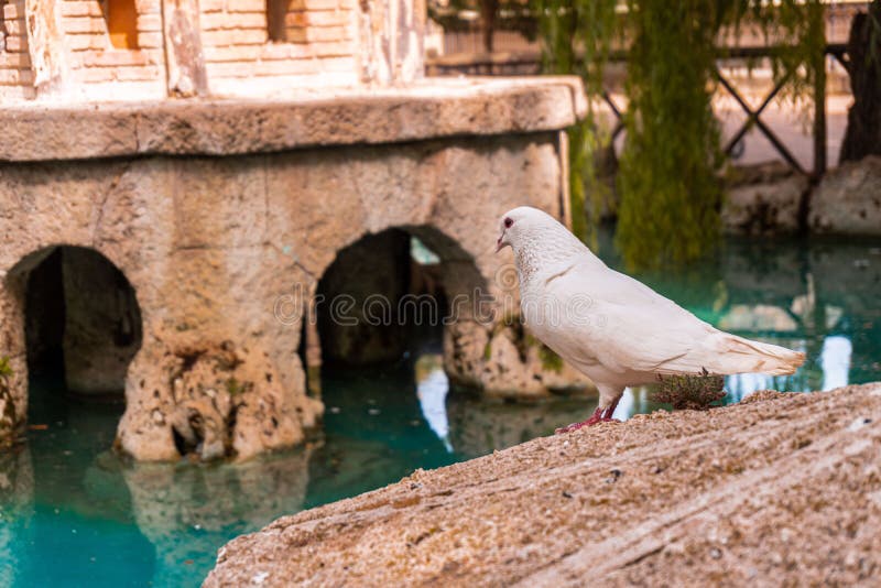 White Pigeon Perched on a Stone Surface in a Park Outdoors in Sunny ...