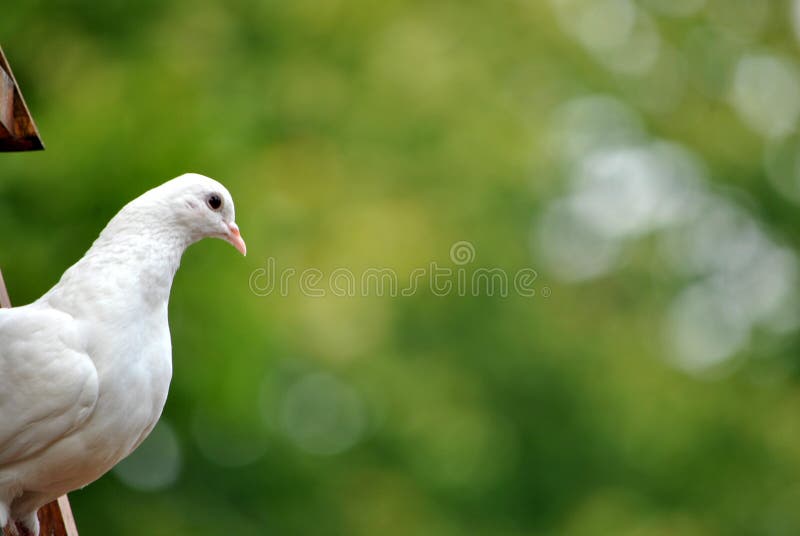 White pigeon stock photo. Image of white, pigeon, bird - 59502072