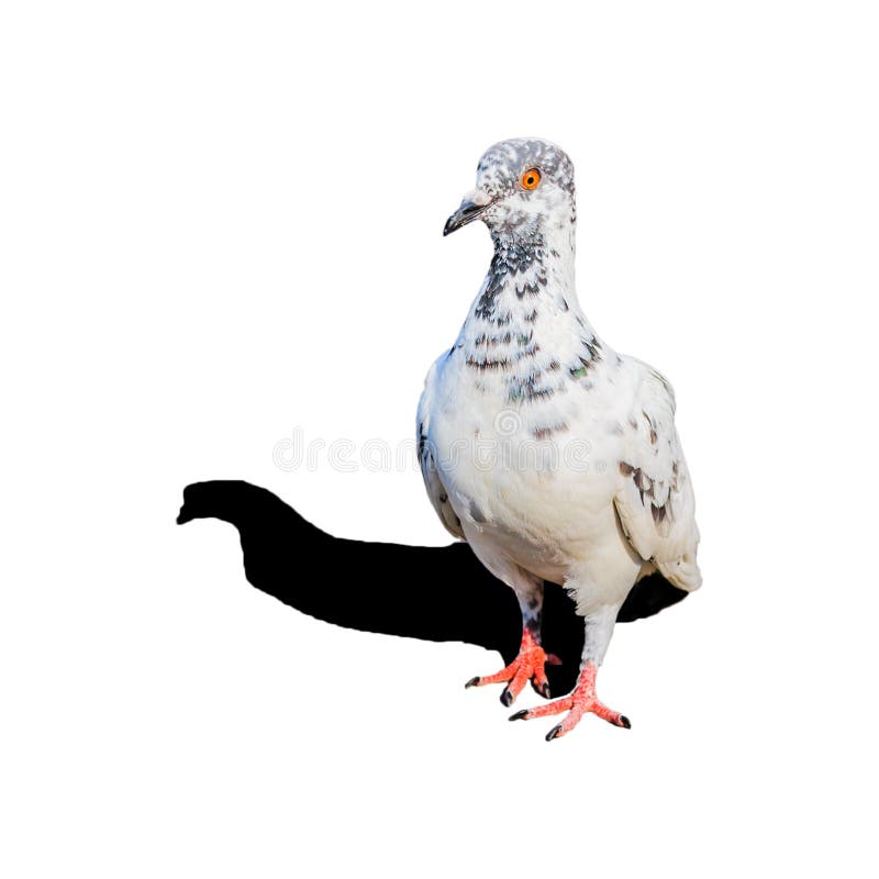 White pigeon stock image. Image of turtledove, grey - 111719129