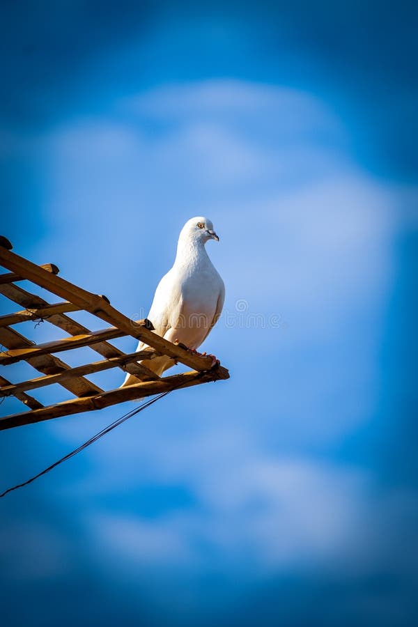 White Pigeon Sunbathing Under the Blue Sky Stock Image - Image of ...