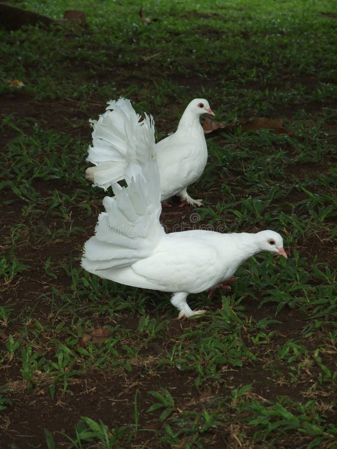 White pigeon stock photo. Image of walk, freedom, white - 49527156