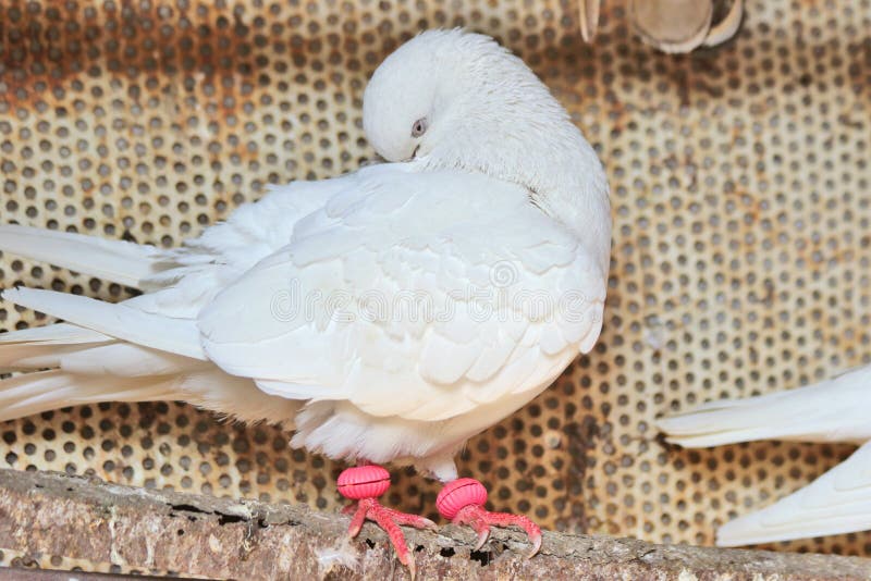 White Pigeon stock image. Image of wildlife, animal - 208904869